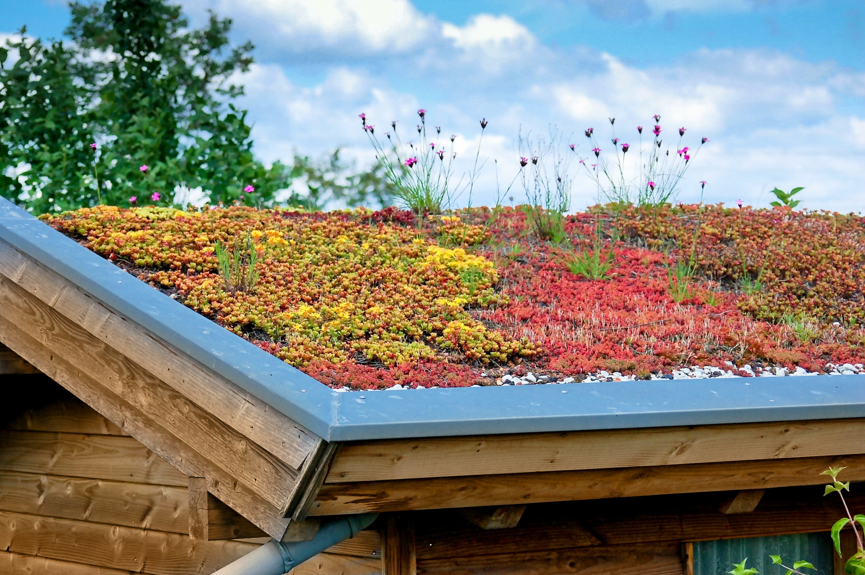 tips groen dak | Blogs | a.s.r.